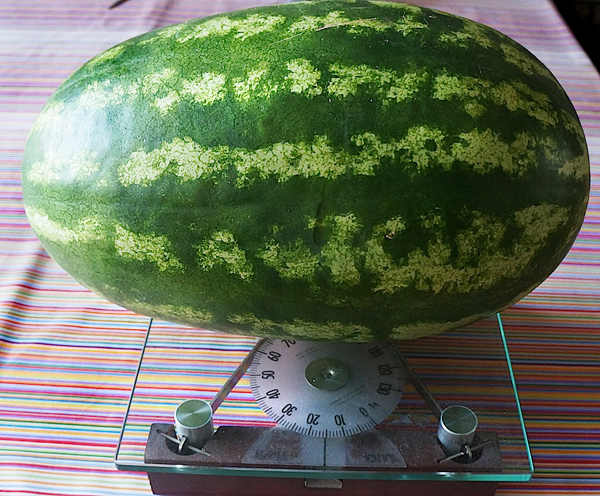 El calígrafo y la sandía gigante – huertos.org